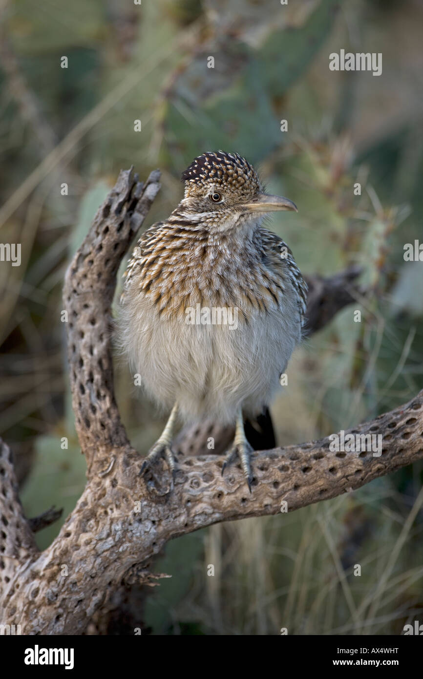 Greater roadrunner desert hi-res stock photography and images - Alamy