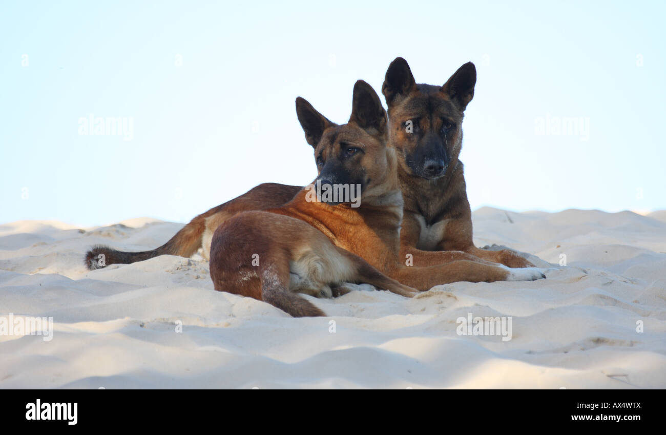 Dingo, canis lupus dingo, two pure-bred adults on a sand dune Stock ...