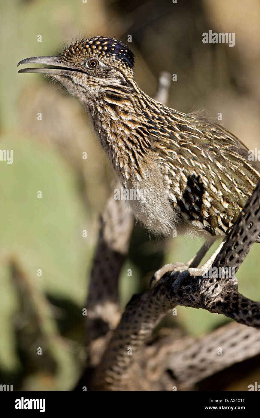 Greater roadrunner desert hi-res stock photography and images - Alamy