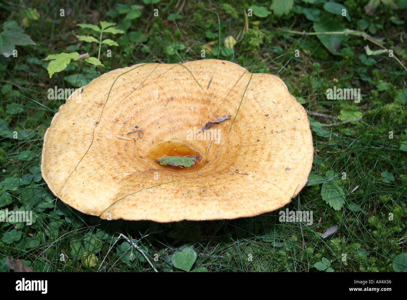 Woolly Milk Cap Stock Photo - Alamy