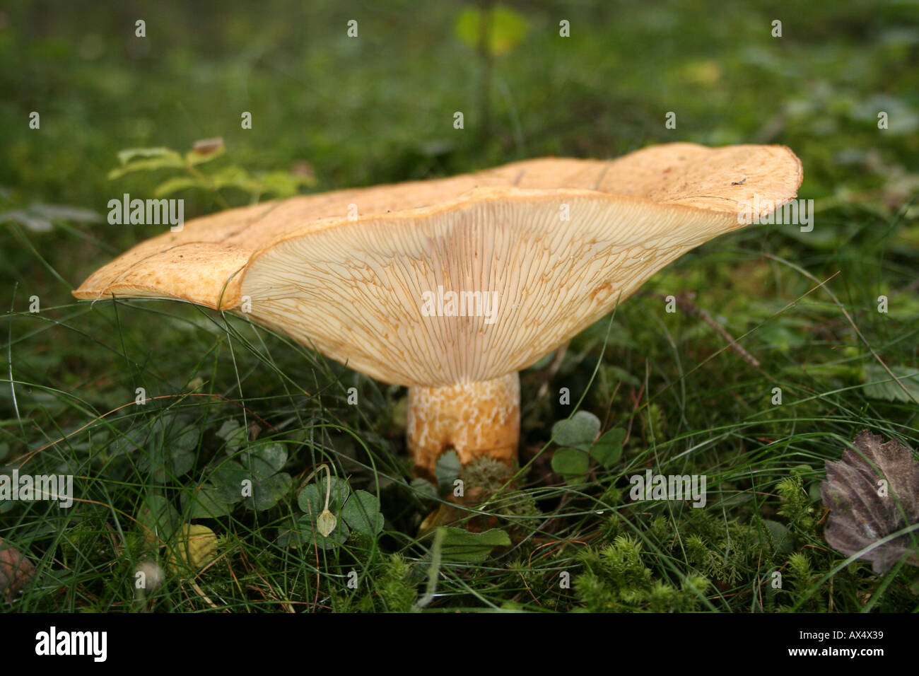 Woolly Milk Cap Stock Photo - Alamy