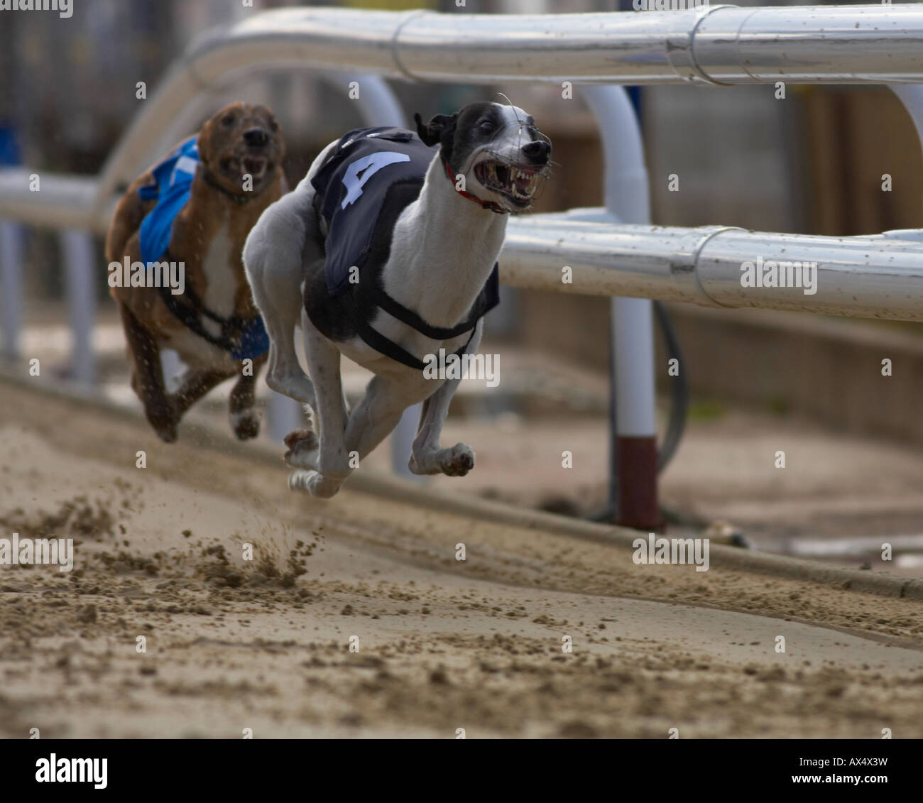 Sand of greyhound track hi-res stock photography and images - Alamy