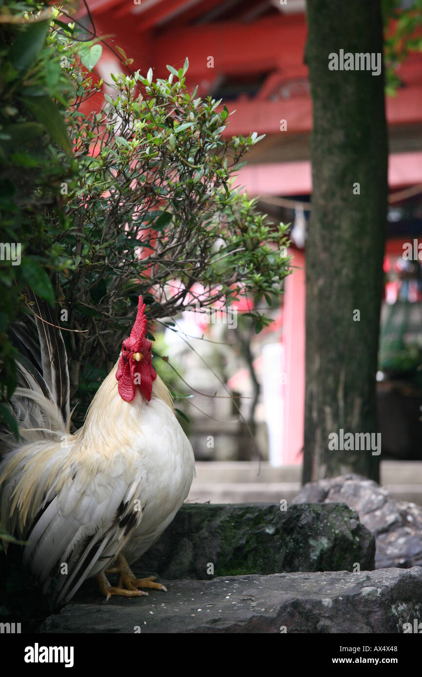 Chicken in the grounds of a Japanese shinto shrine Stock Photo - Alamy