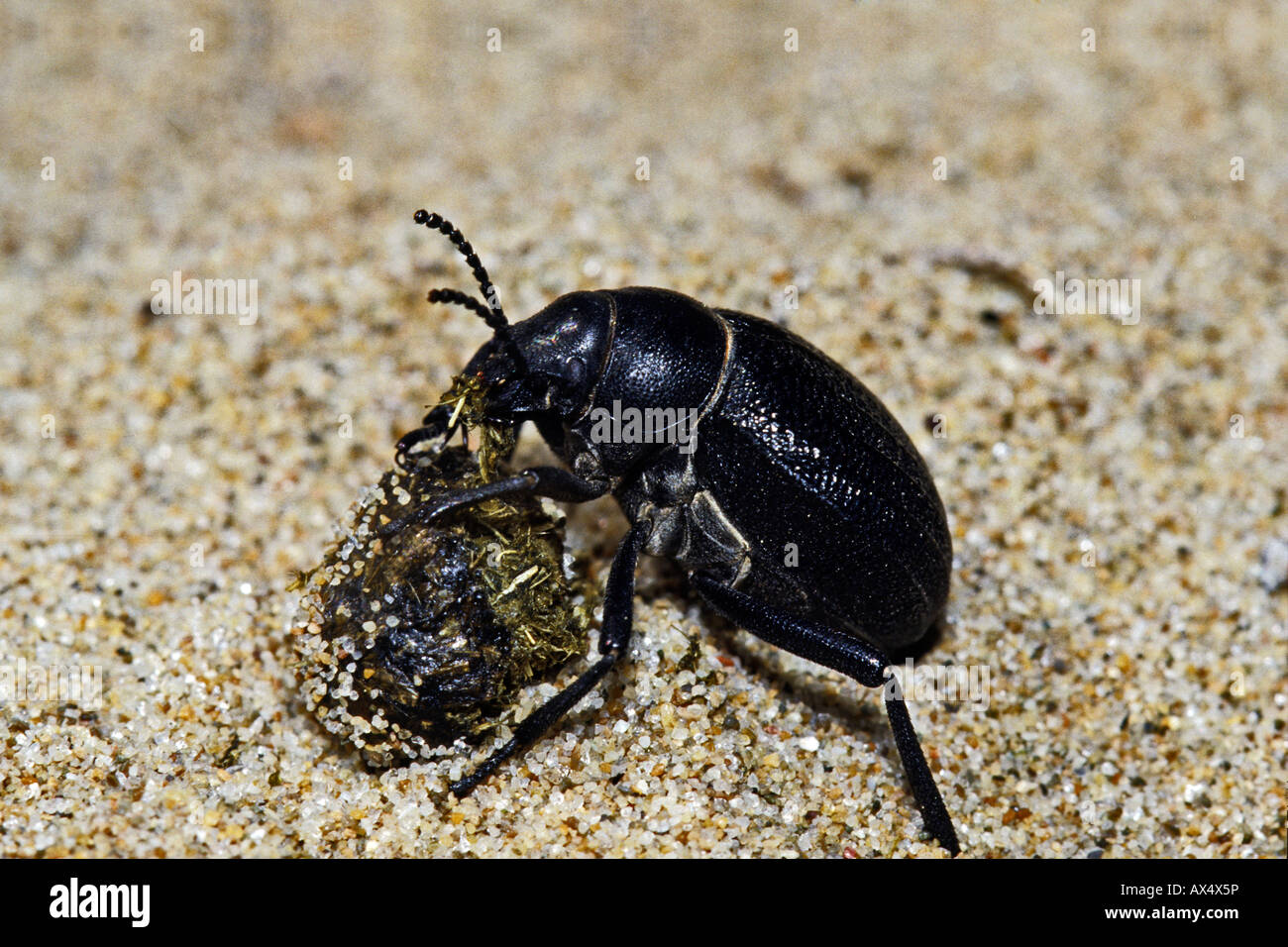 ERODIUS BARBARUS TENEBRIONIDI in the National Park of Circeo in Italy ...