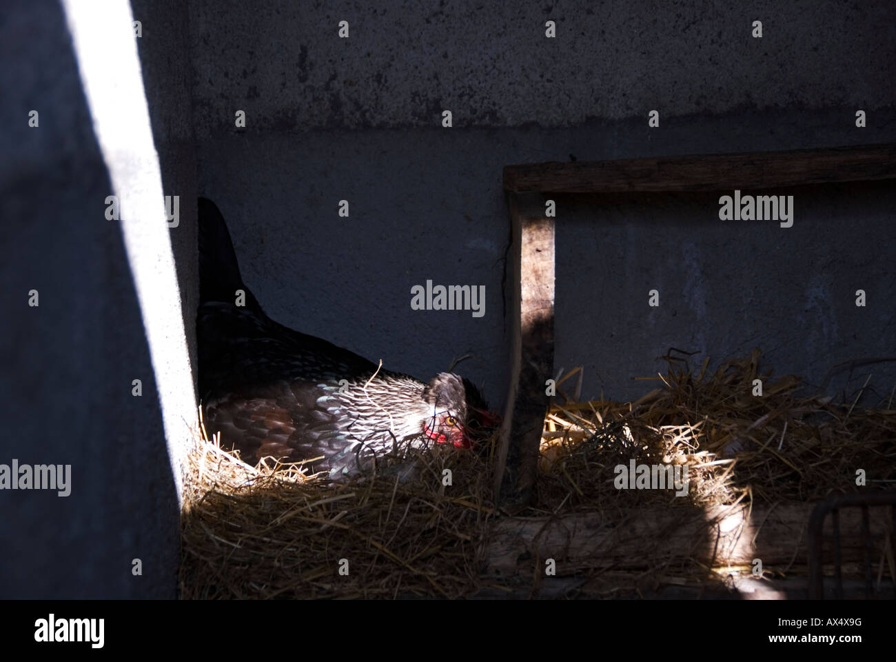 Broody hen hi-res stock photography and images - Alamy