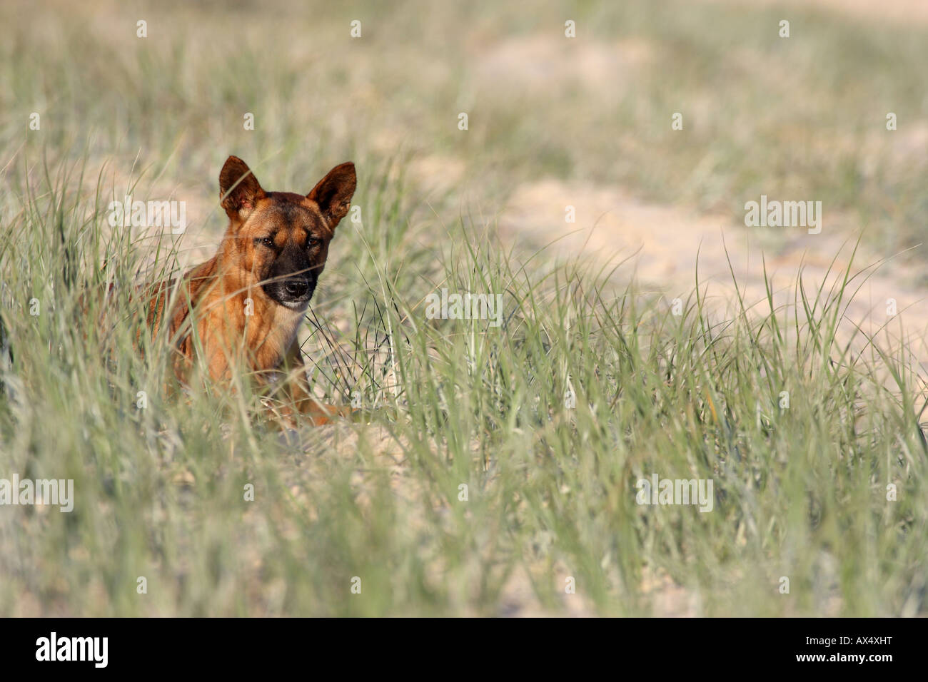 Dingo, canis lupus dingo, single pure-bred adult sitting on a sand dune ...