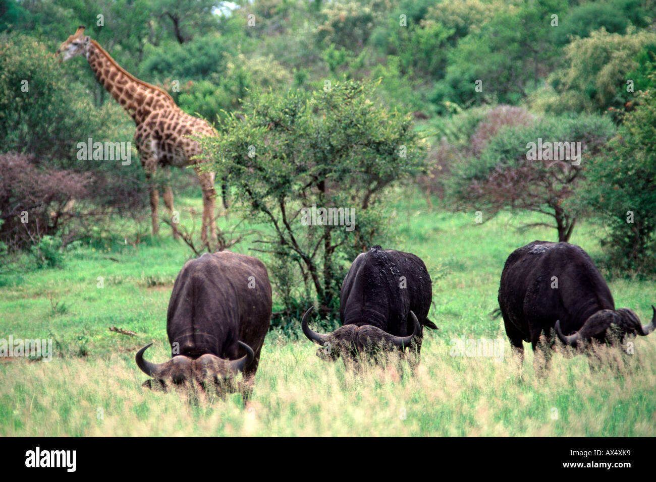 Three Cape Buffalo (Syncerus caffer) and a giraffe (Giraffa ...