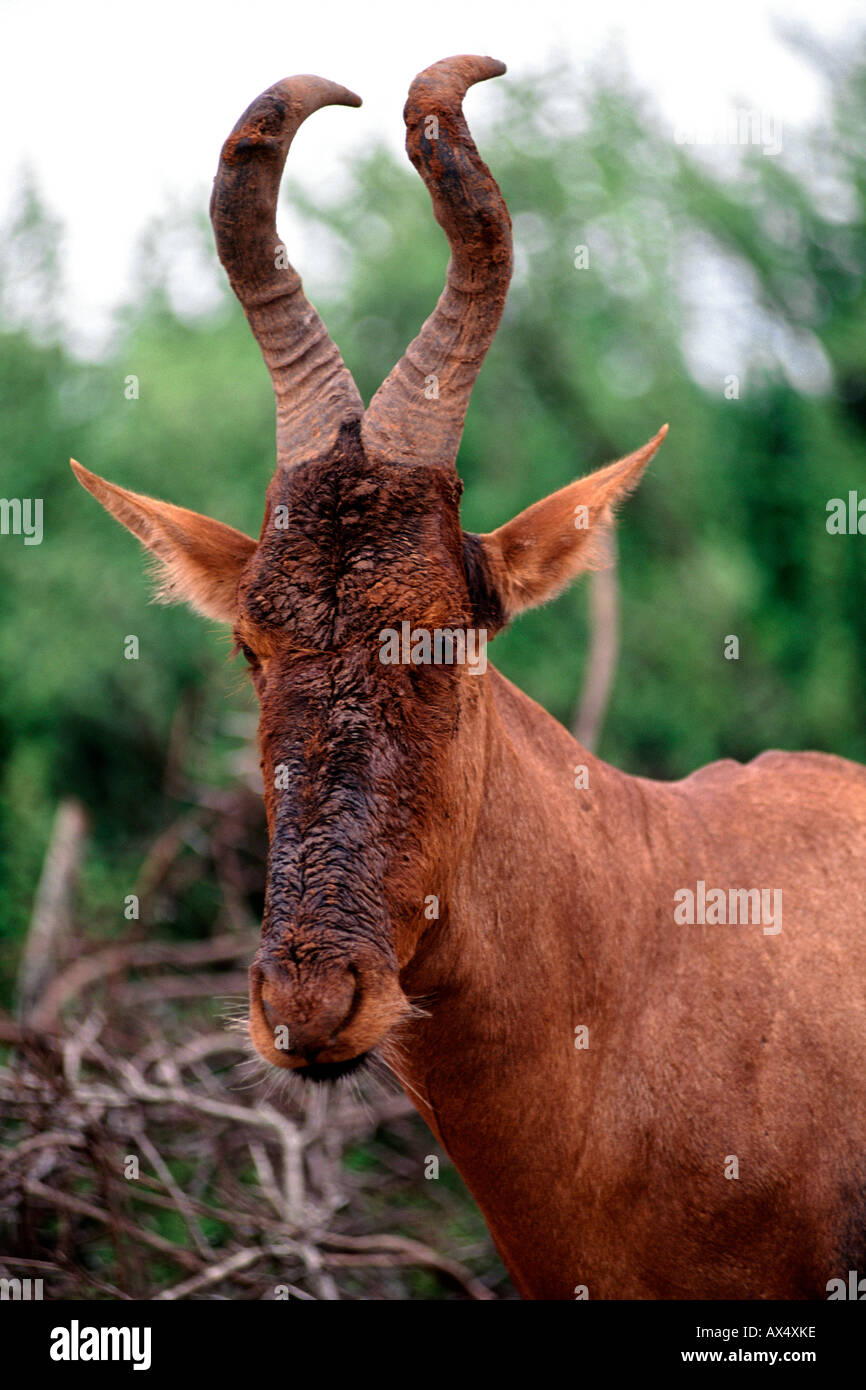 South africas animals hi-res stock photography and images - Alamy