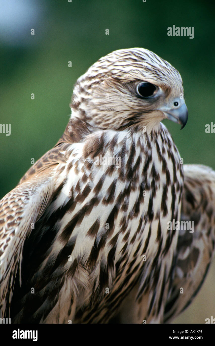 Saker falcon (Falco cherrug) in South Africa Stock Photo - Alamy