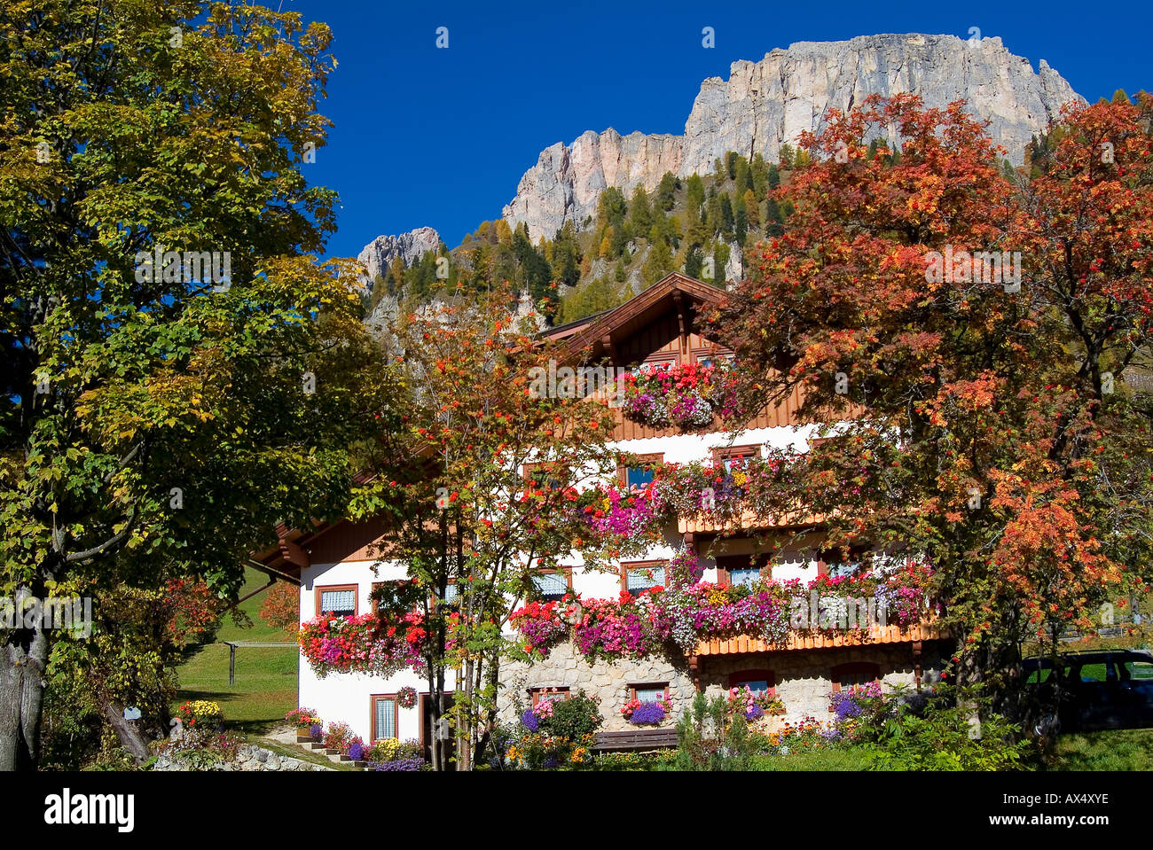Still in bloom Stock Photo - Alamy