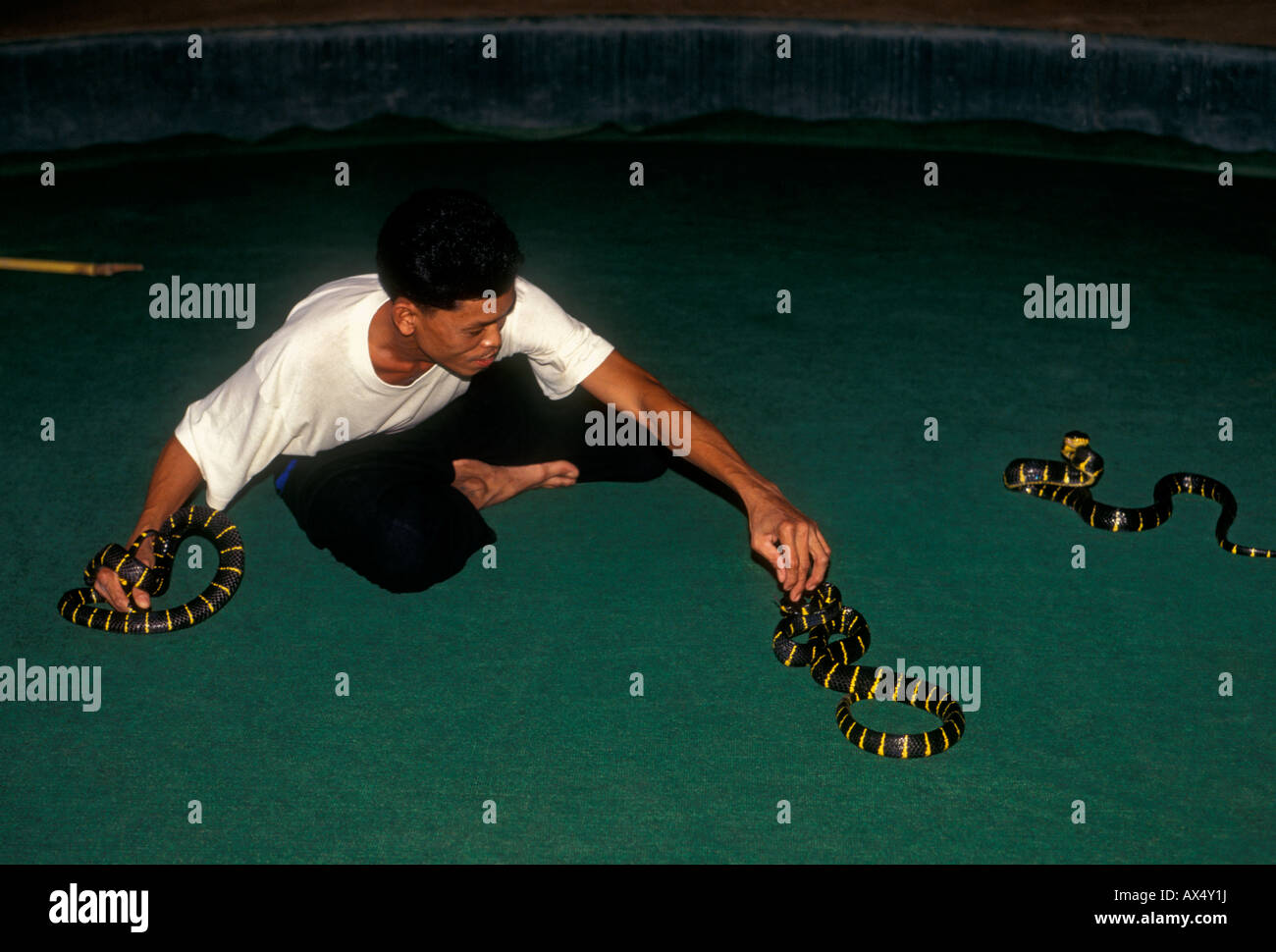 Thai man, snake handler, snake charmer, snake, snakes, Mae Sa Snake ...