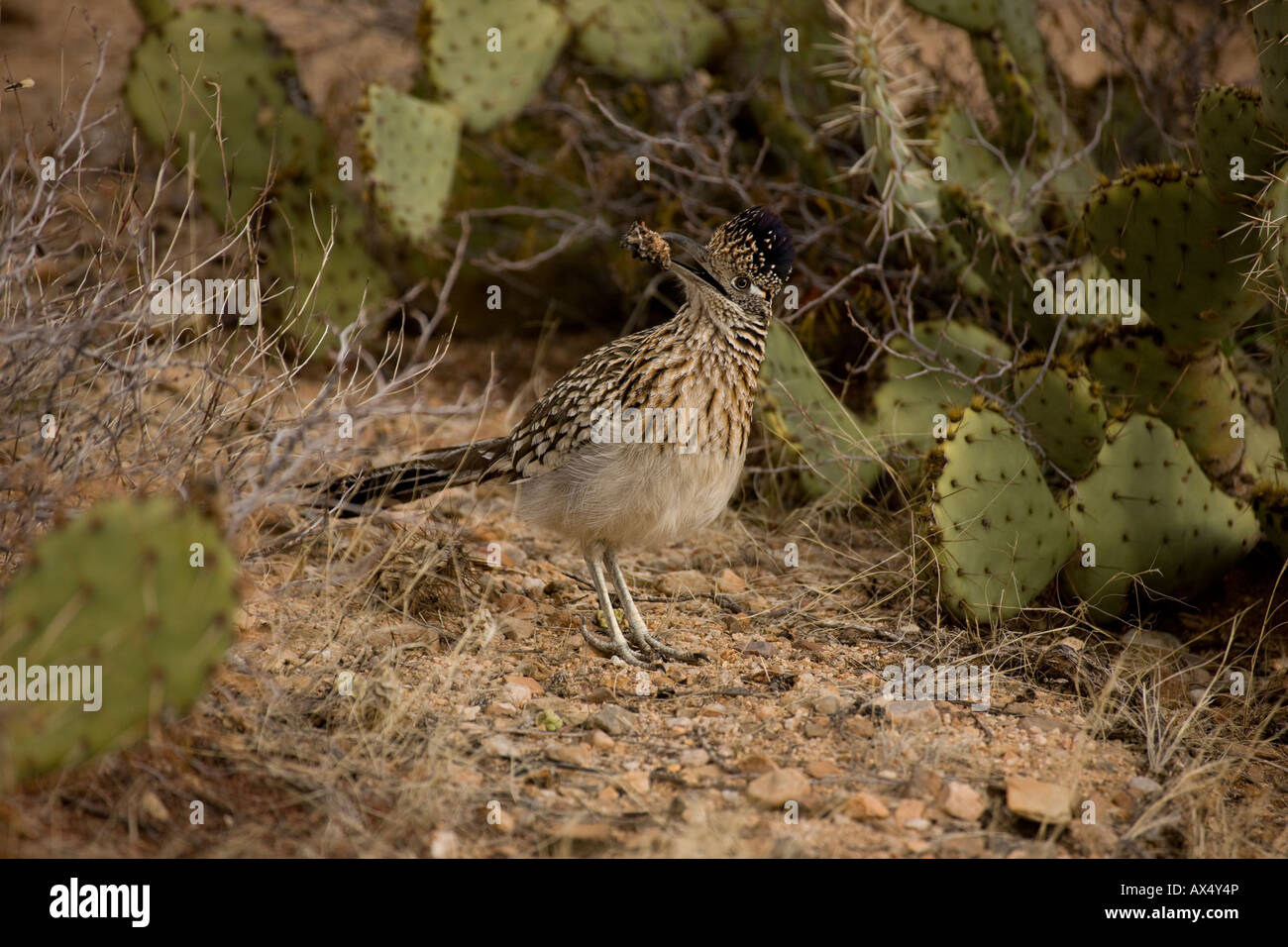 Greater Roadrunner Walking on Branch in Sonoran Desert of Arizona Stock ...