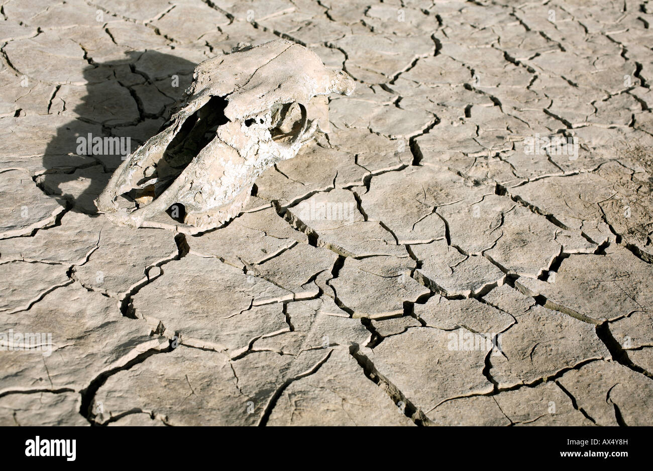 Animal skull in cracked dried mud Stock Photo - Alamy