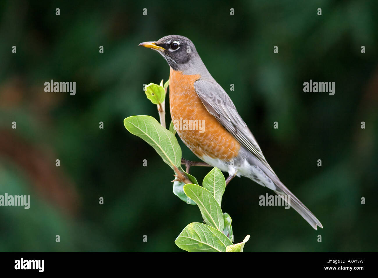 California american robin hi-res stock photography and images - Alamy