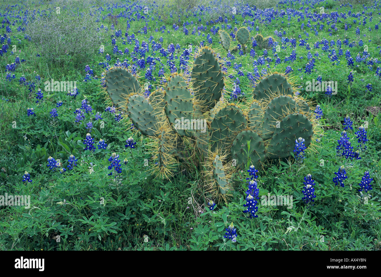 Texas Bluebonnet Lupinus texensis Texas Prickly Pear Cactus New ...