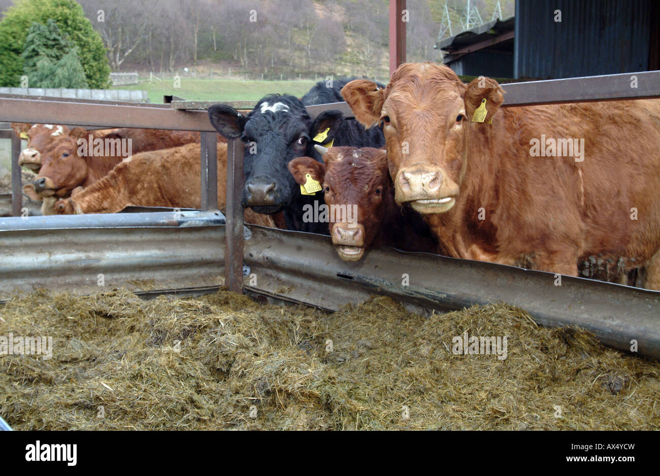Group of beef cattle feeding on silage at a large feed trough Stock ...