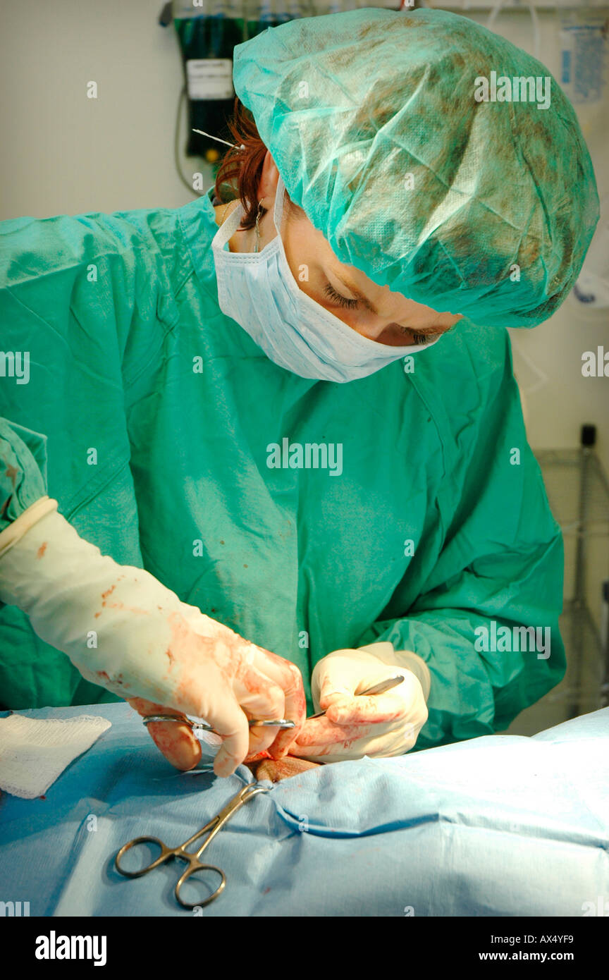 Animal operation hi-res stock photography and images - Alamy
