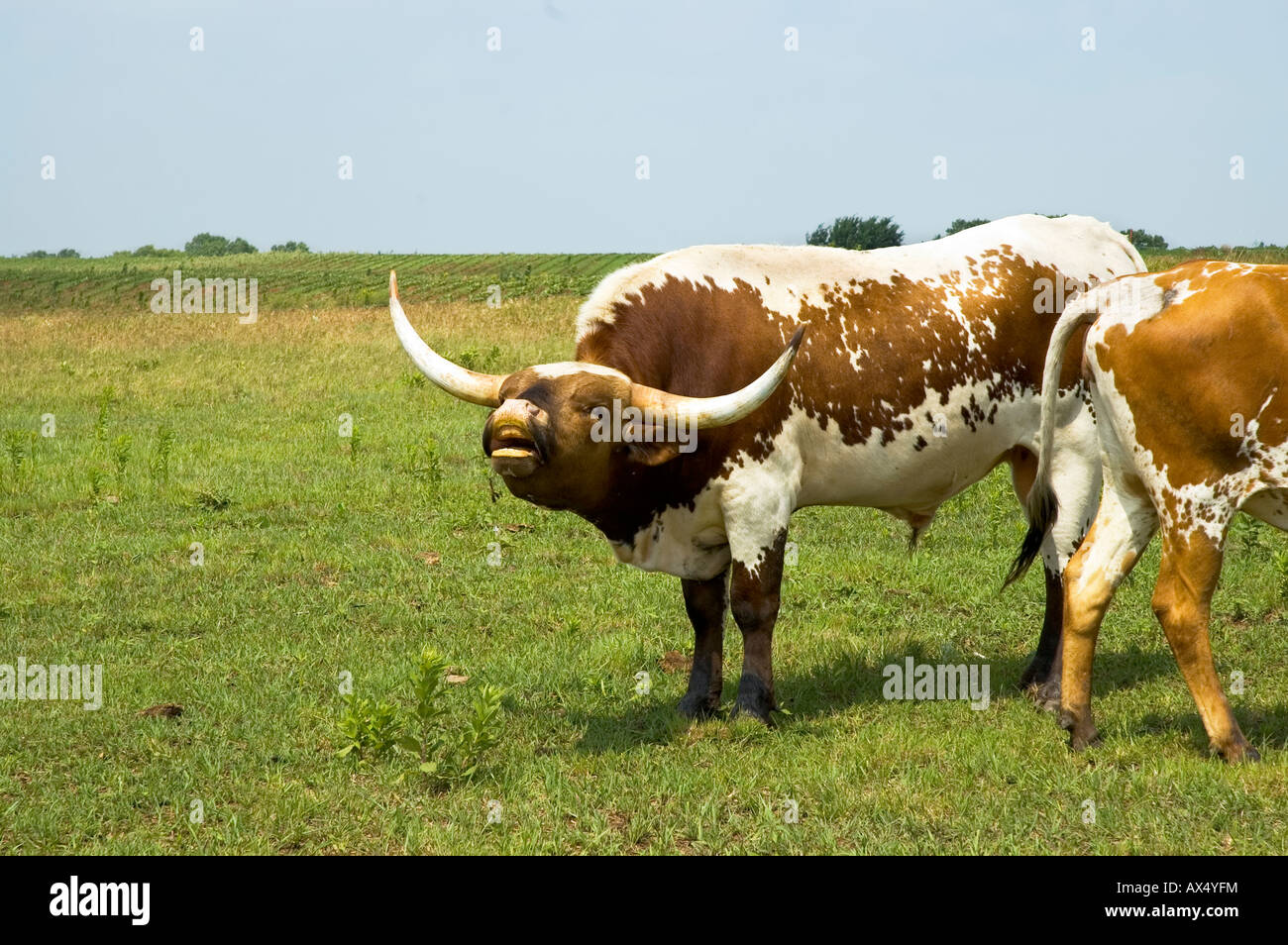 Texas Longhorn cattle at pasture. Oklahoma, USA Stock Photo - Alamy