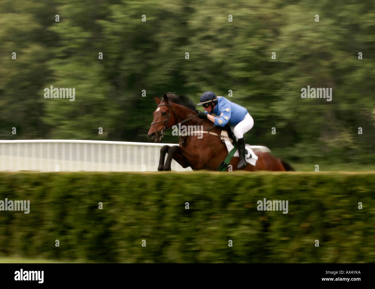 Steeplechase horses hi-res stock photography and images - Alamy