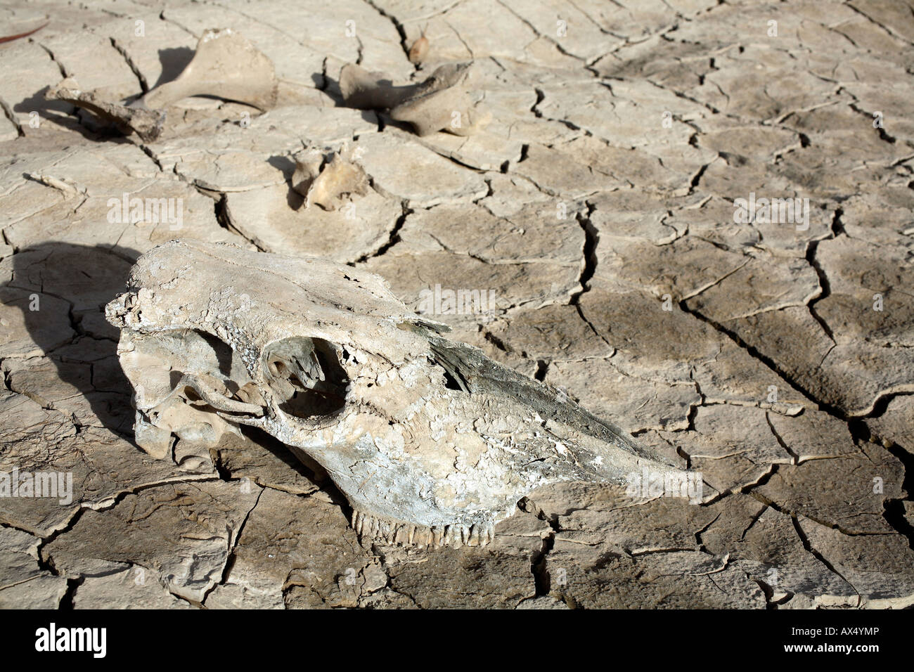 Animal skull in cracked dried mud Stock Photo - Alamy