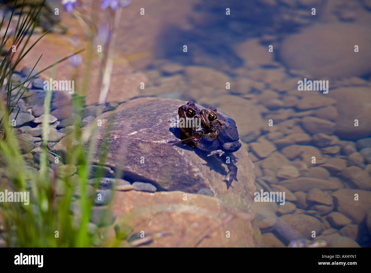 Spring wildlife mating hi-res stock photography and images - Alamy