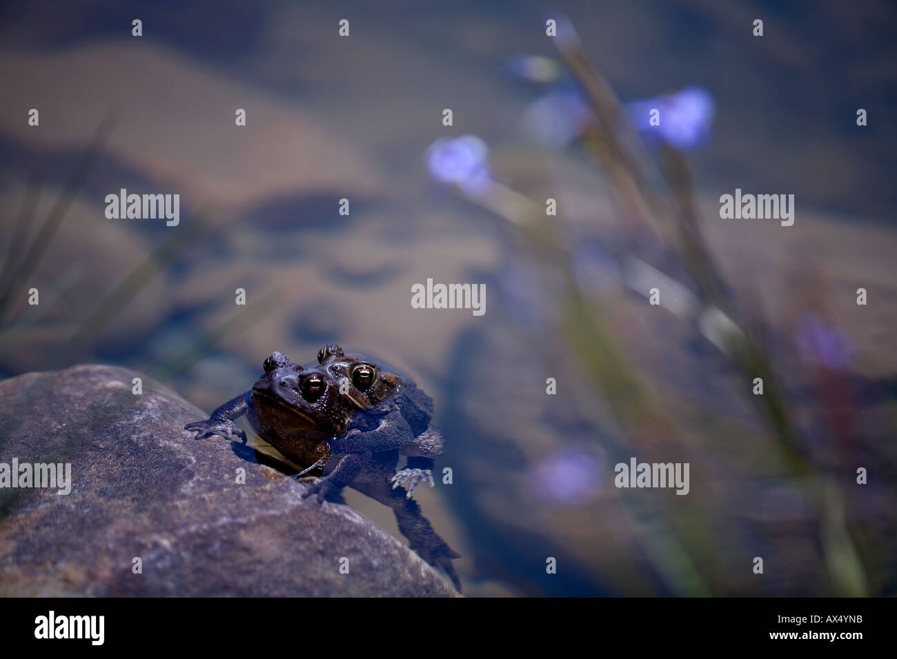 Male and female frogs hi-res stock photography and images - Alamy