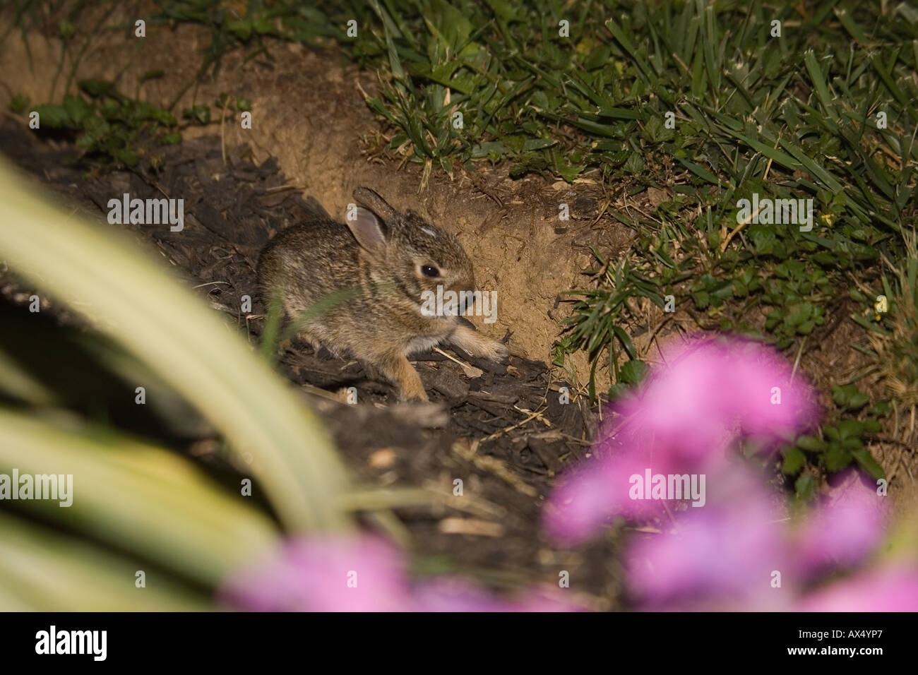 Rabbit (lagomorphs) hi-res stock photography and images - Alamy