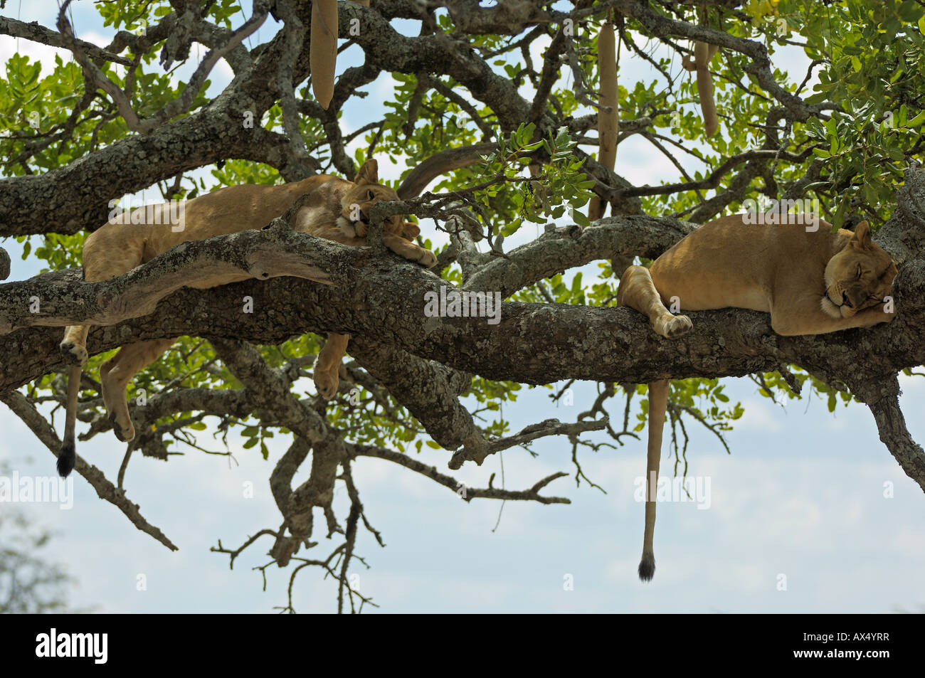 Lion on tree hi-res stock photography and images - Alamy