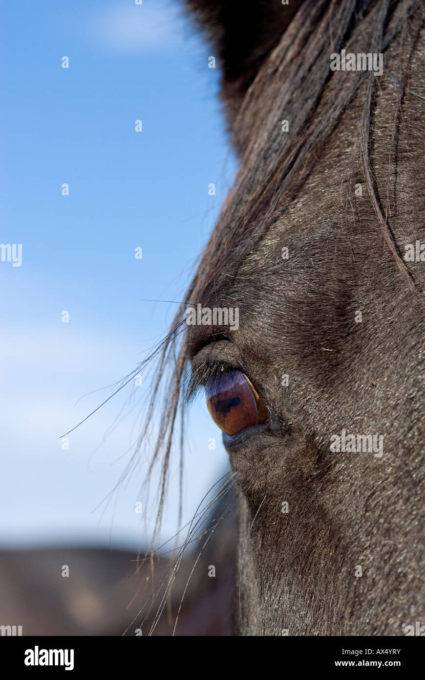 vertical closeup black horse face with eye and black mane on forelock ...