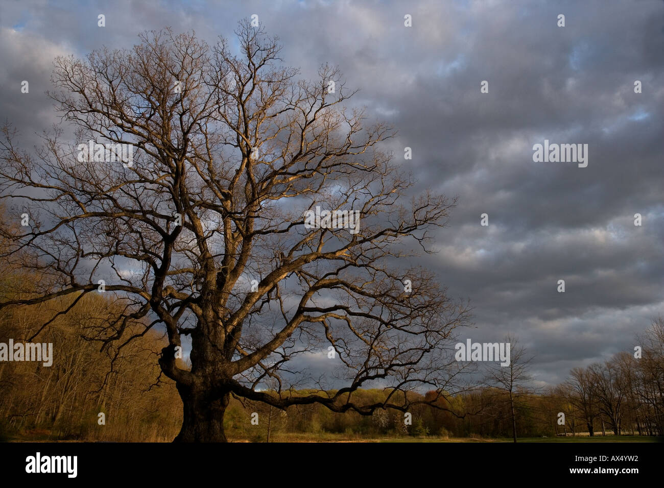 Fall Oak Tree Stock Photo - Alamy