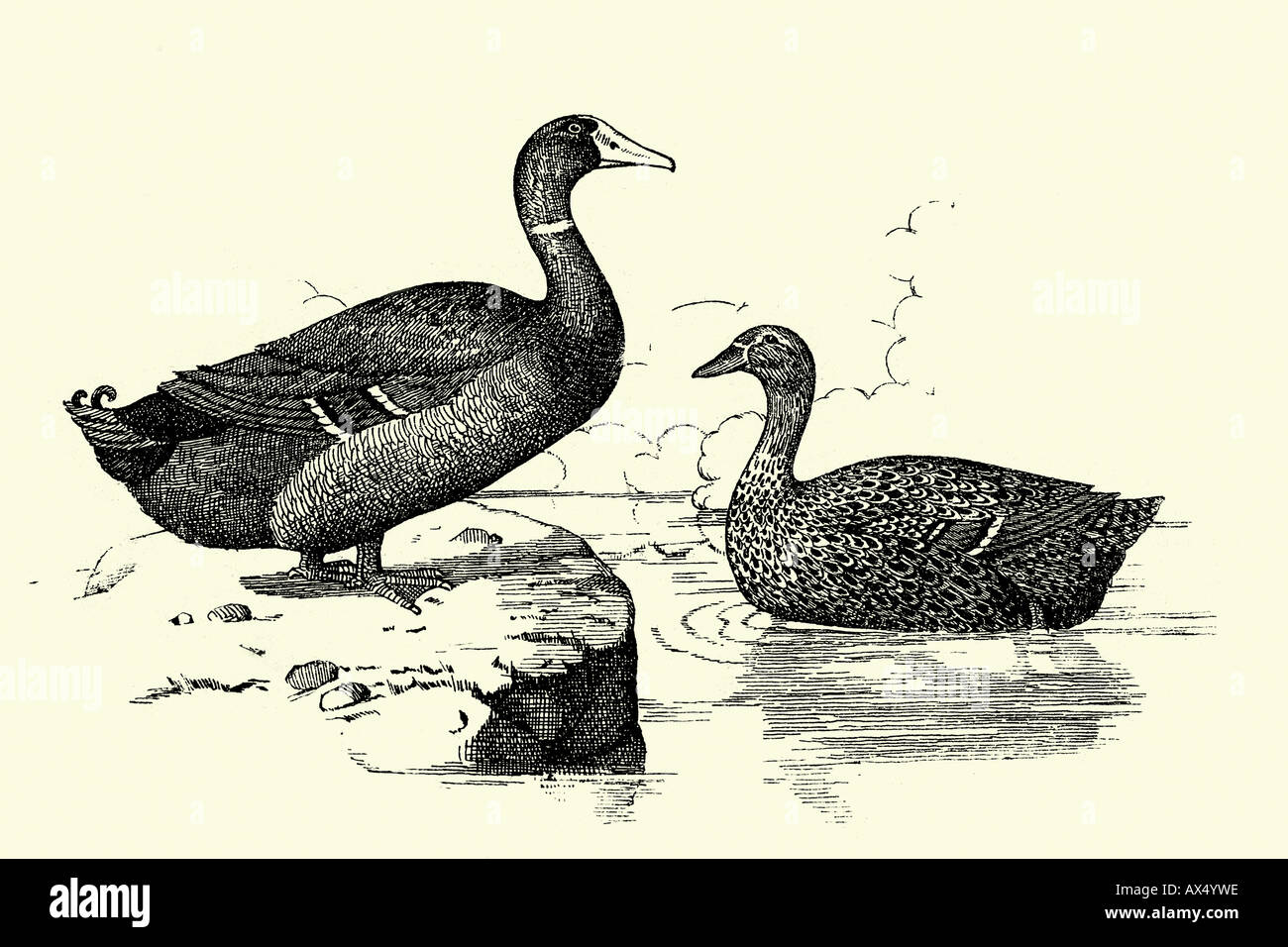 19th century illustration of ducks hi-res stock photography and images ...