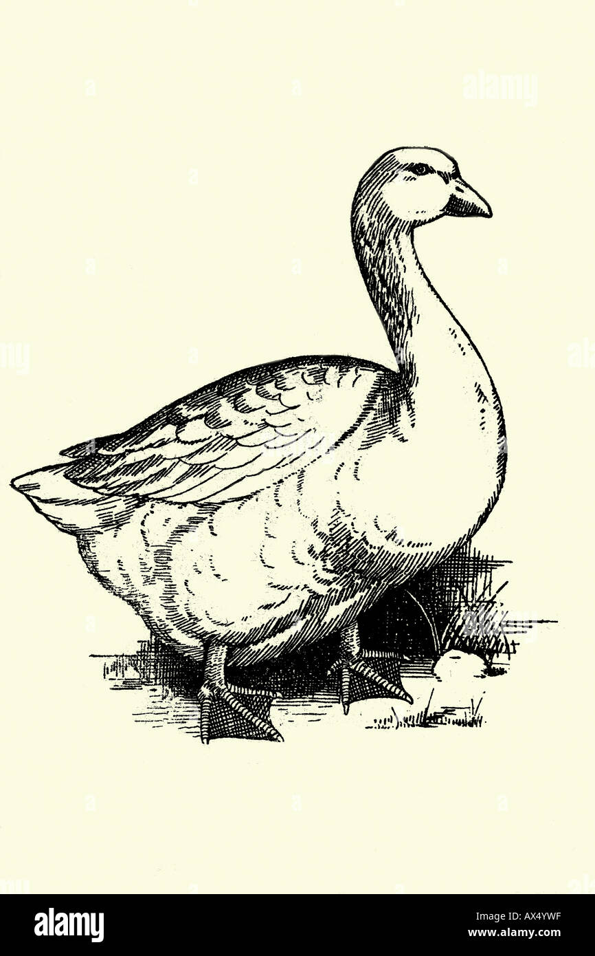 Goose. Antique illustration. 1900 Stock Photo - Alamy