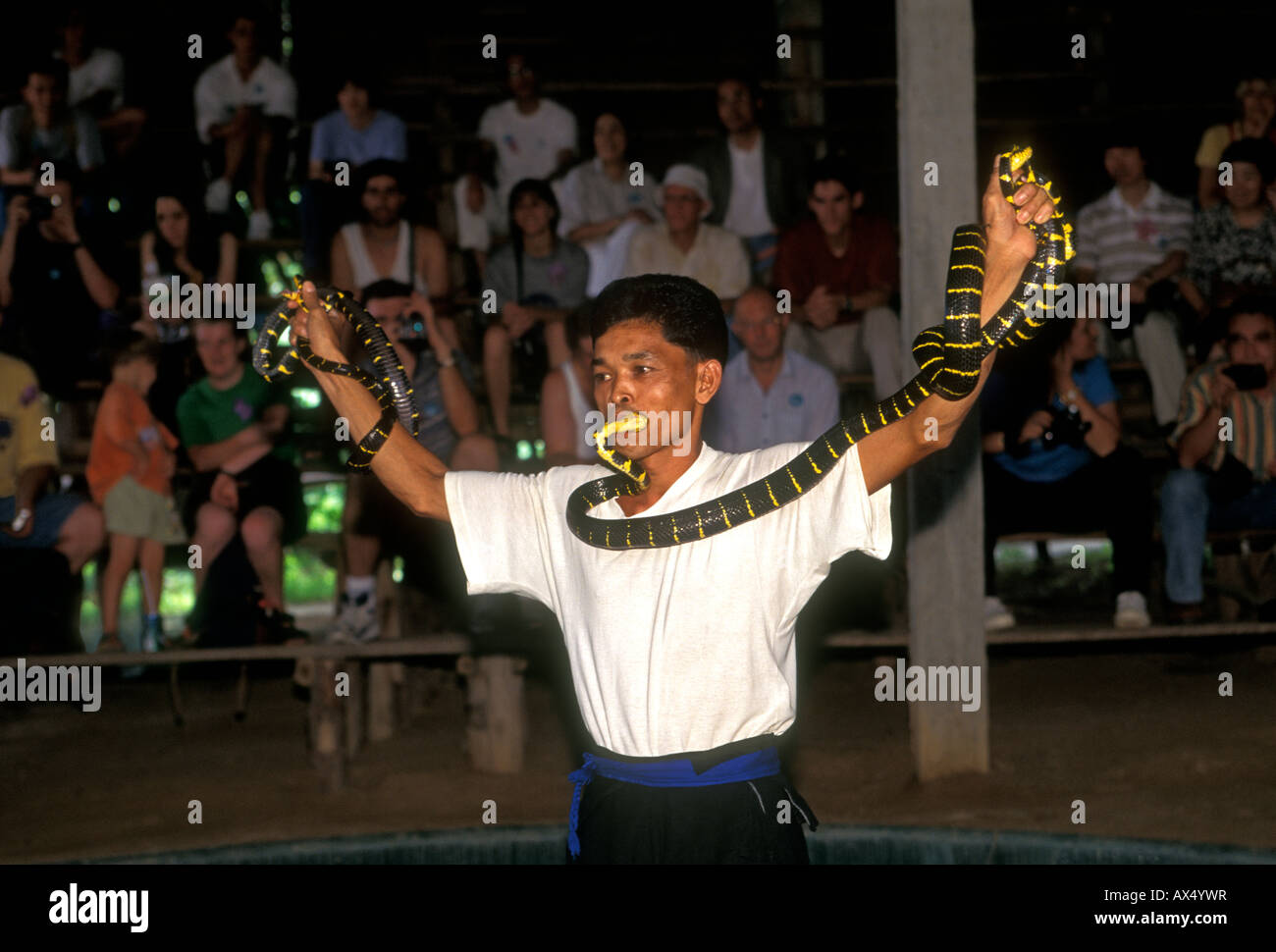 Thai man, snake handler, handling snake, snake, snakes, Mae Sa Snake ...