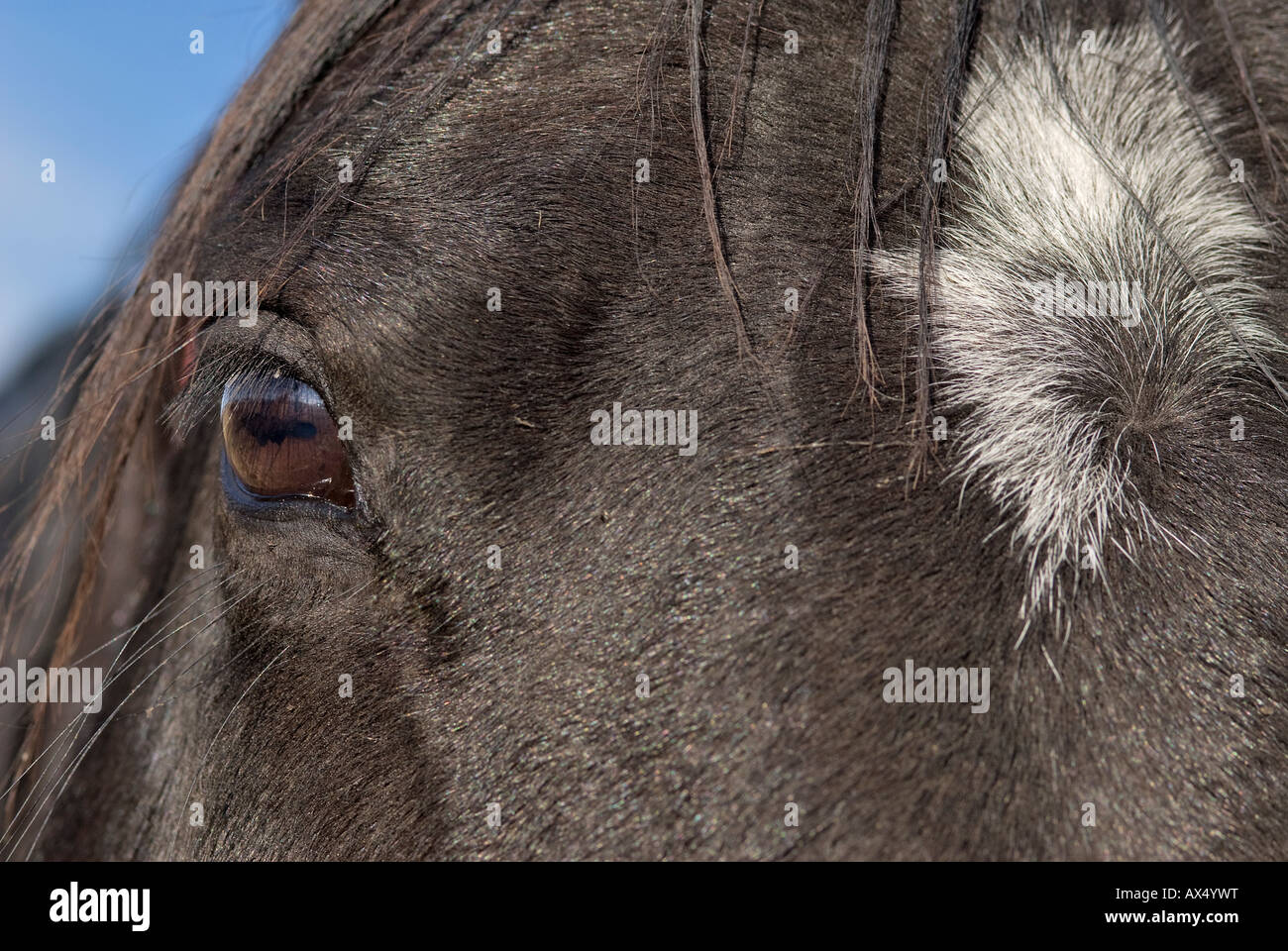 black horse head closeup showing eye with white forelock Stock Photo ...
