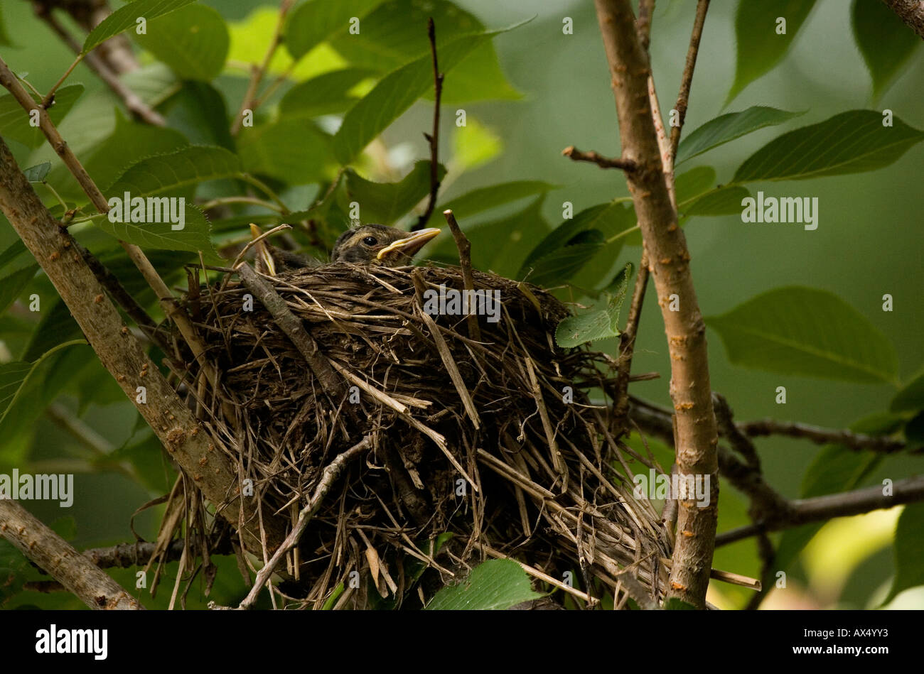 Baby robins nest hi-res stock photography and images - Alamy