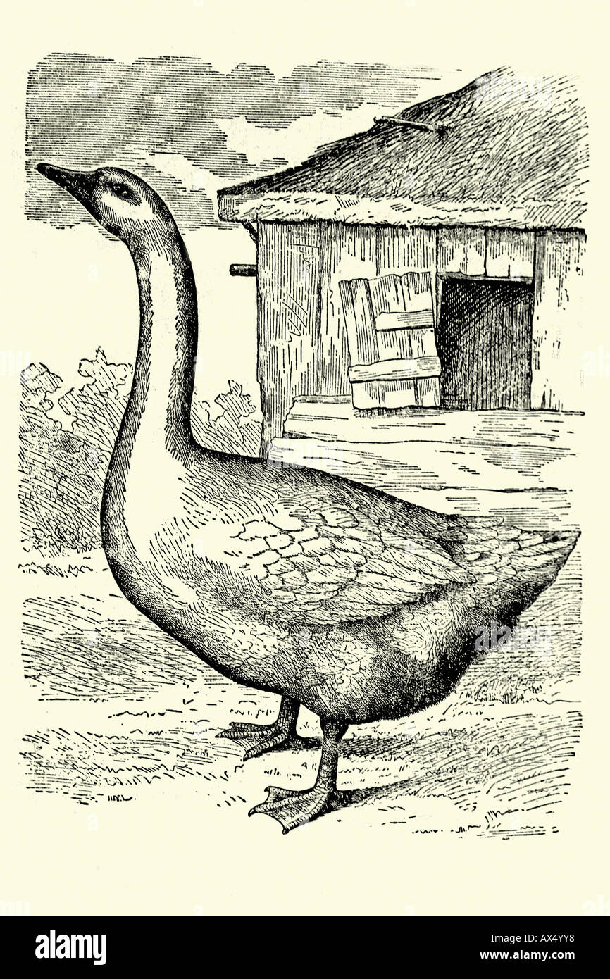 Old fashioned goose illustration hi-res stock photography and images ...