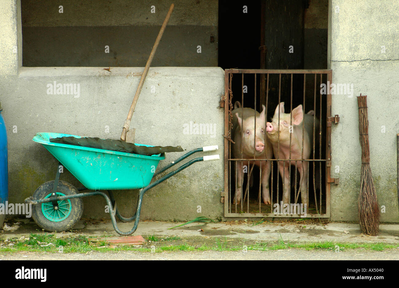 Italian pigs hi-res stock photography and images - Alamy
