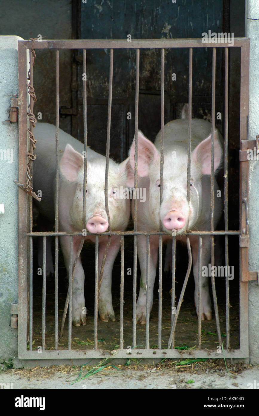Italian pigs hi-res stock photography and images - Alamy