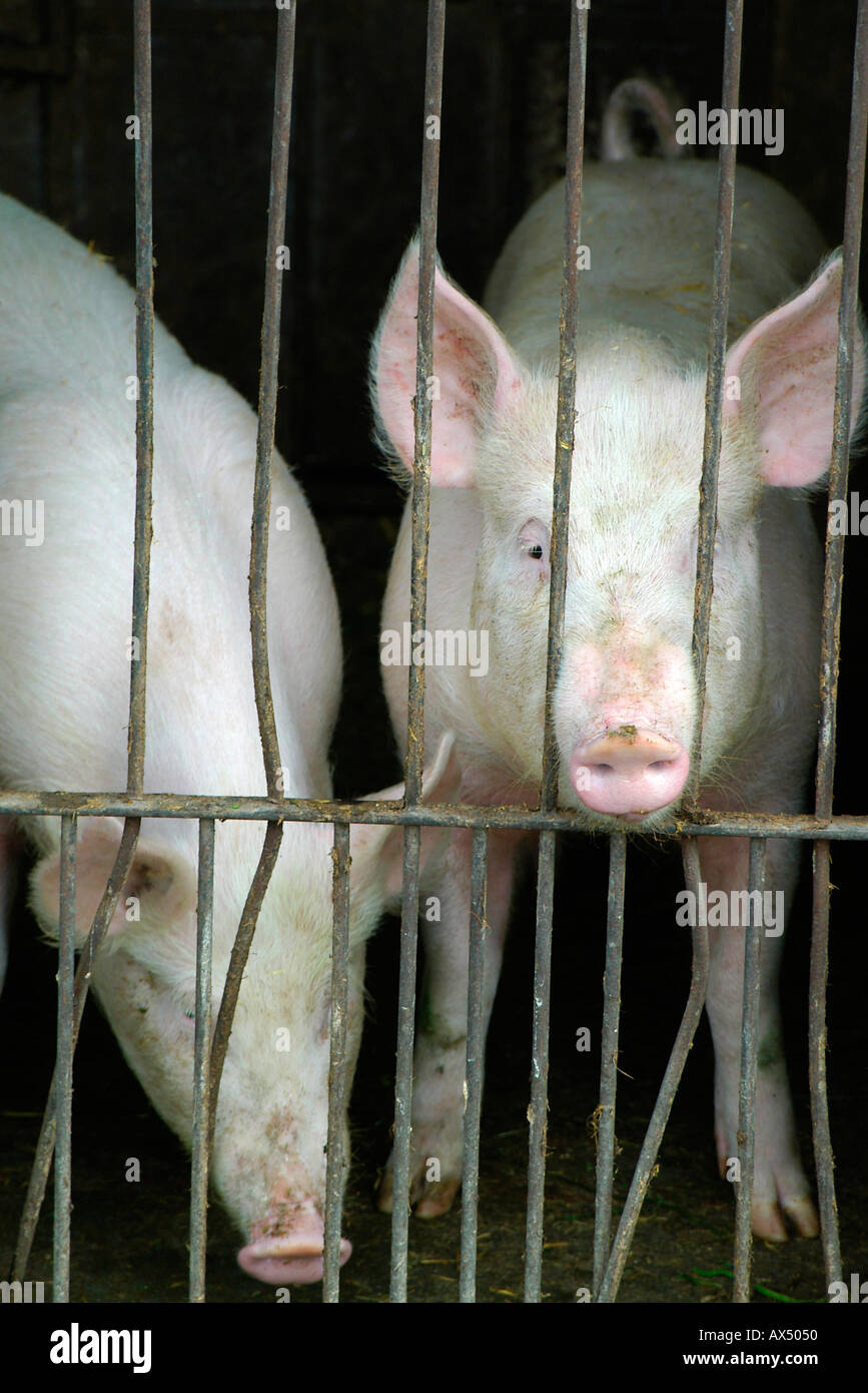 Italian pigs hi-res stock photography and images - Alamy