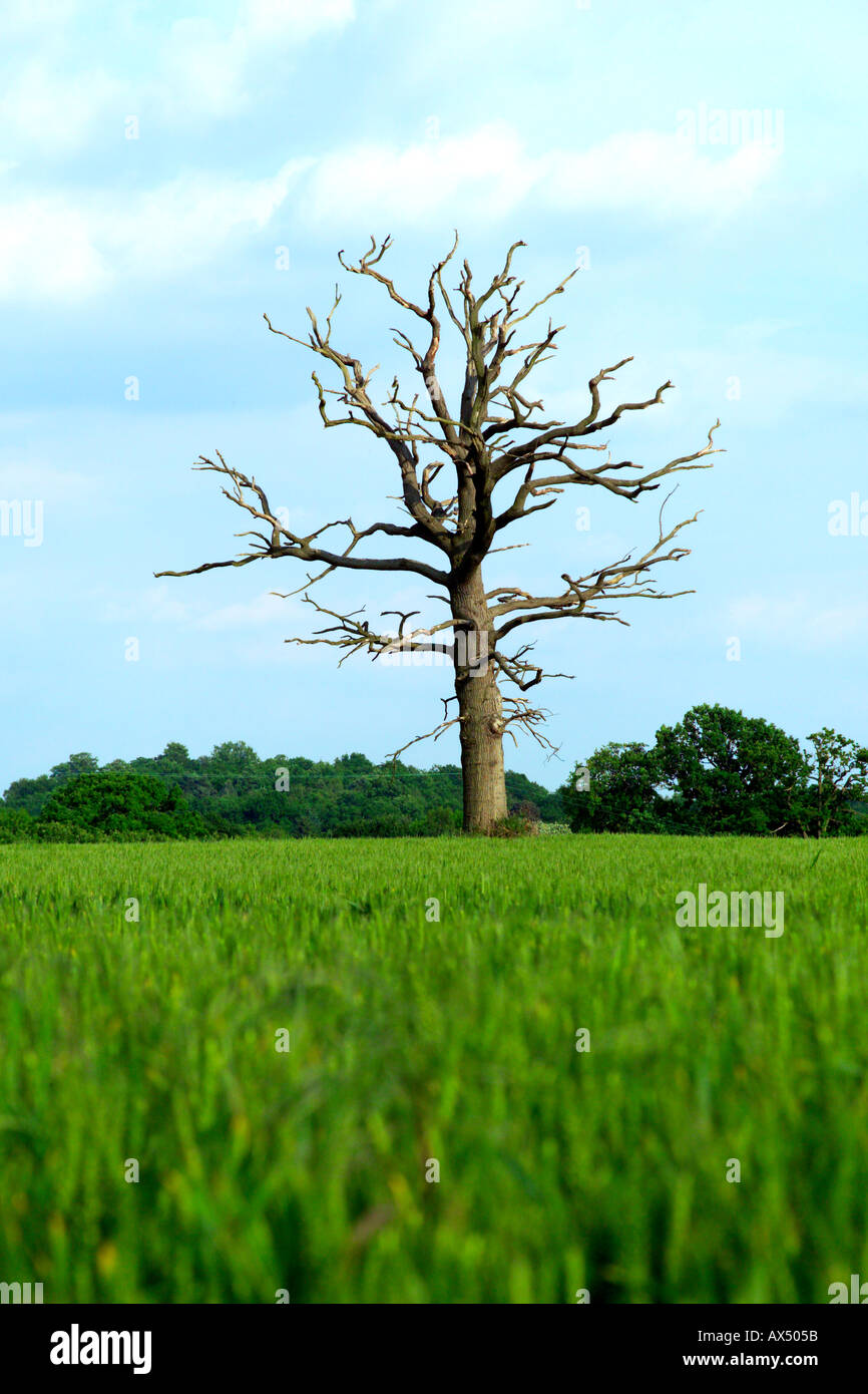 Dead in field hi-res stock photography and images - Alamy