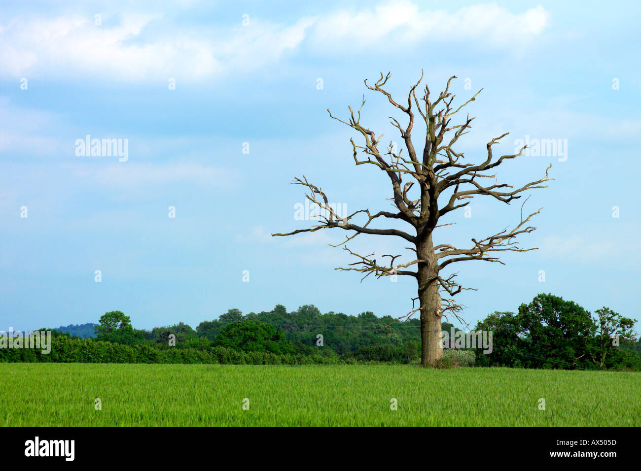 Dead in field hi-res stock photography and images - Alamy