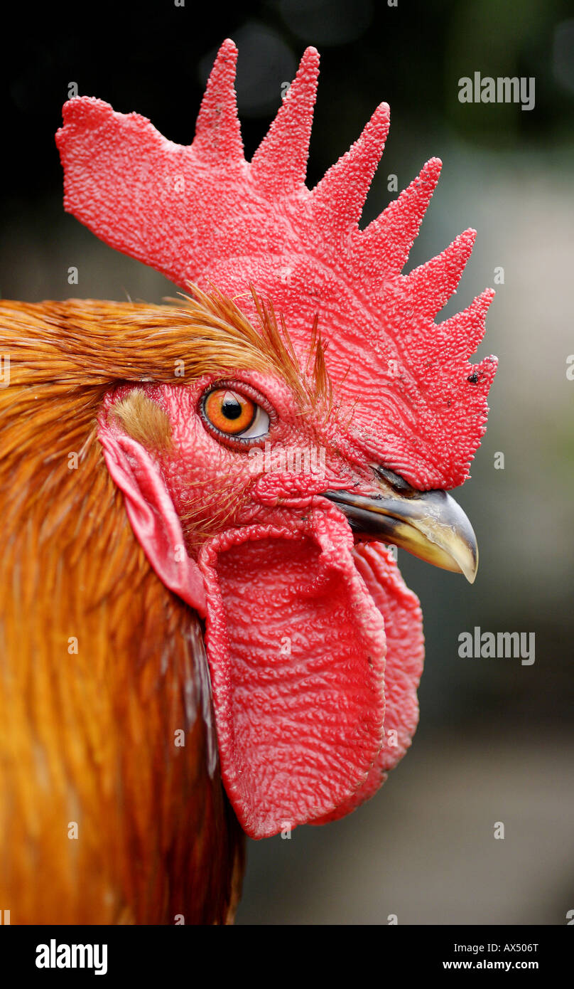 Angry Rooster Cartoon
