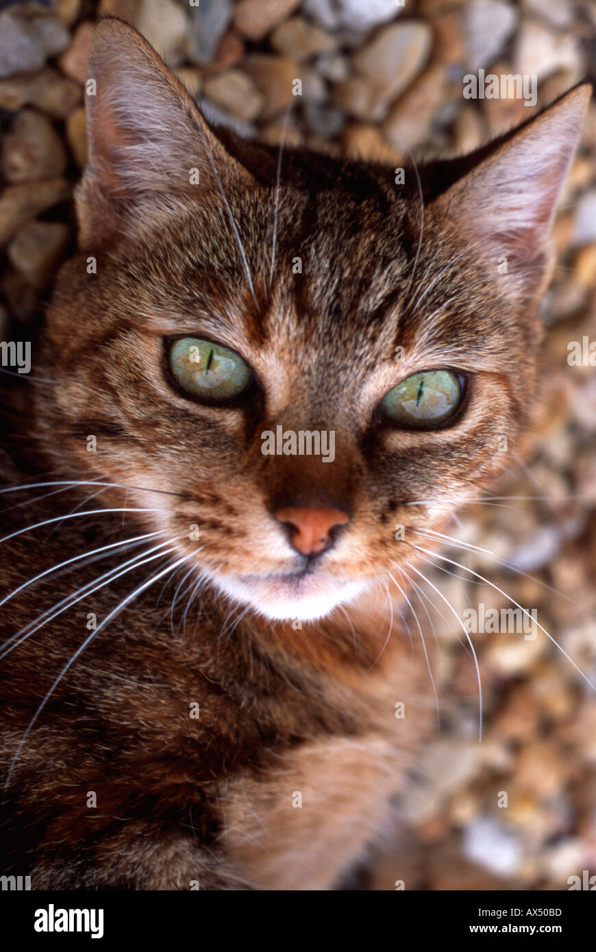 Slinky cat hi-res stock photography and images - Alamy