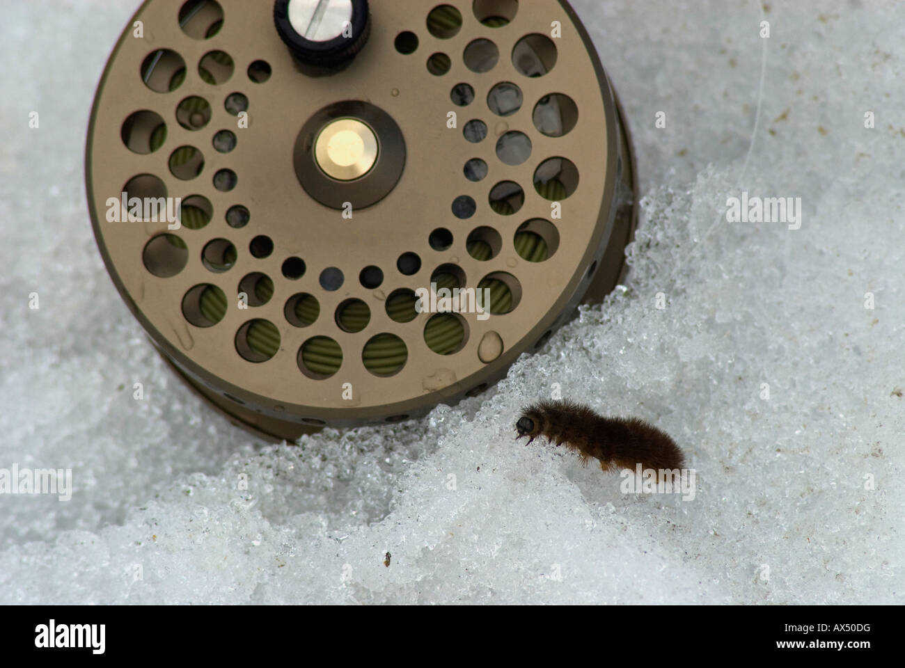 Woolly caterpillar hi-res stock photography and images - Alamy
