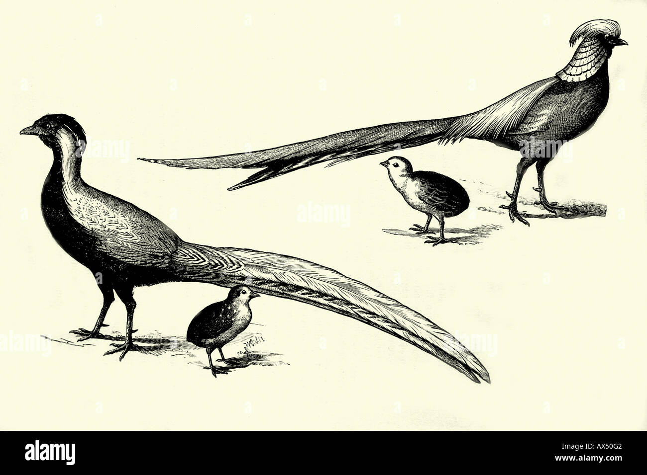 Silver pheasant and golden pheasant Antique illustration. 1900 Stock ...