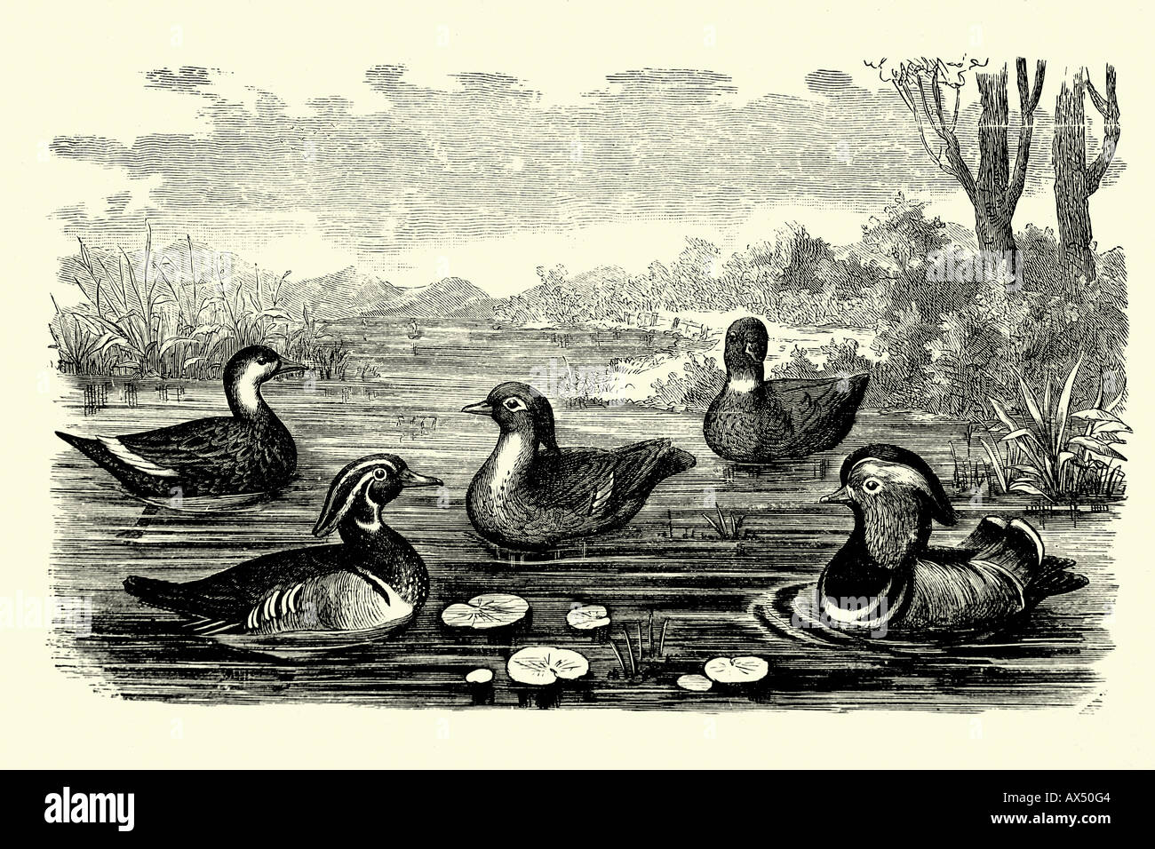 Exotic ducks Antique illustration. 1900 Stock Photo - Alamy