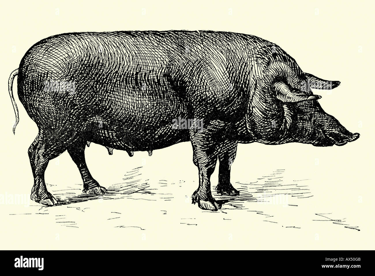 Neapolitan pig . Antique illustration. 1900 Stock Photo - Alamy