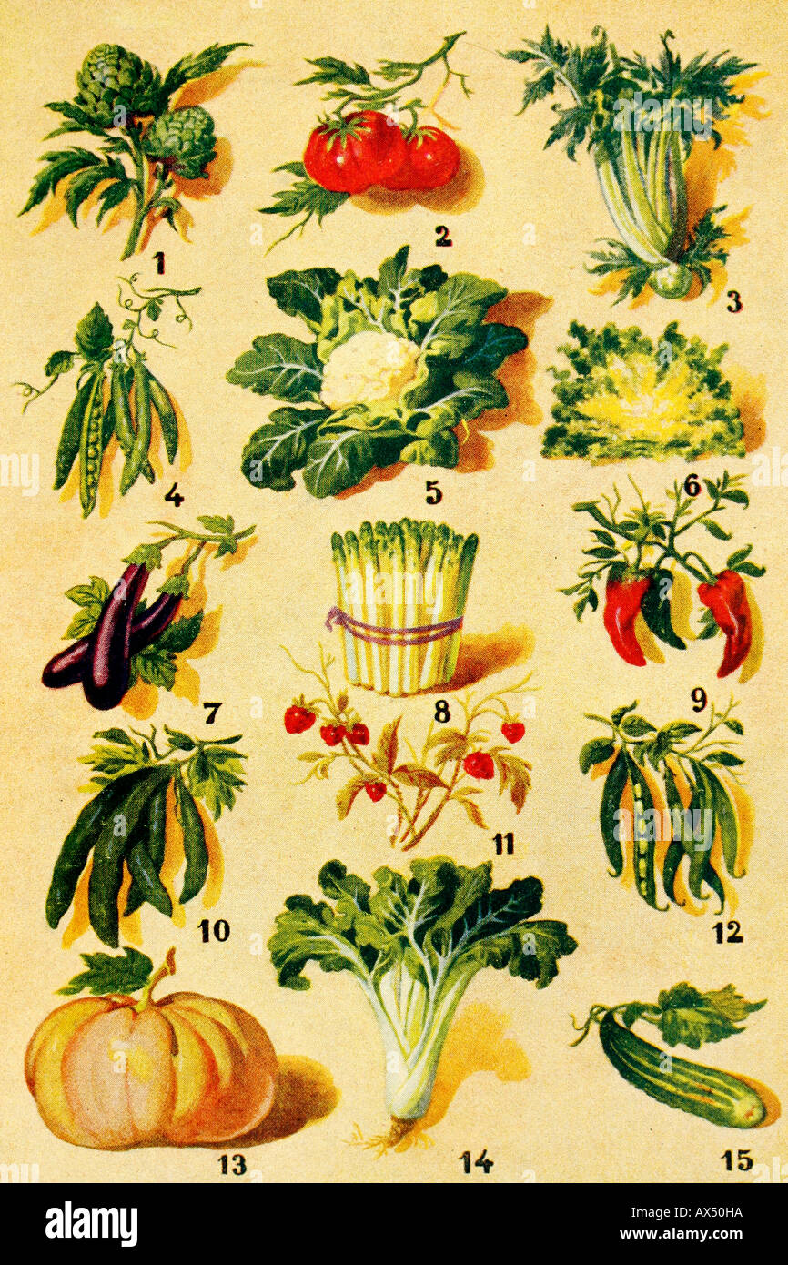 Antique Vegetable Illustration