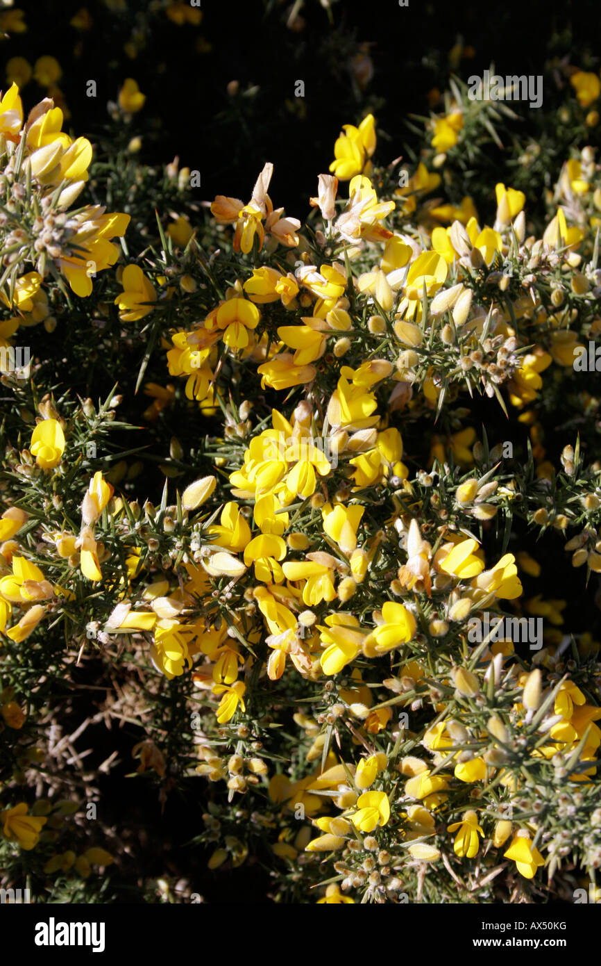 CLOSE-UP OF THE FLOWER OF ULEX. EUROPAEUS. GORSE Stock Photo - Alamy