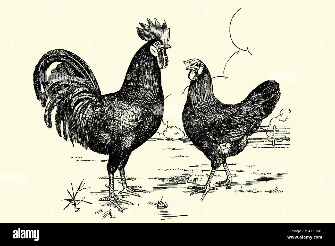 Cock and hen. Spanish breed Antique illustration. 1900 pen lithograph ...